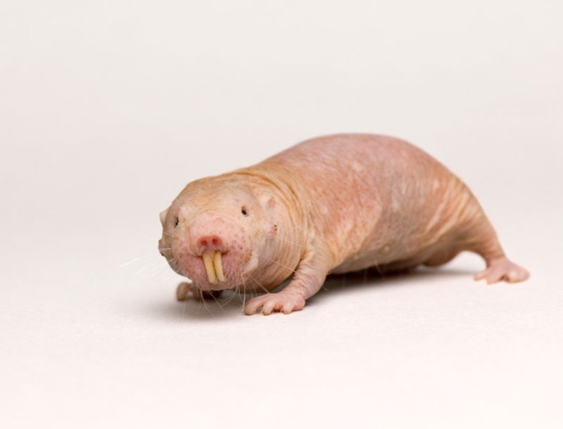 Por qué todo el mundo está hablando de esta rata-topo dándose un baño