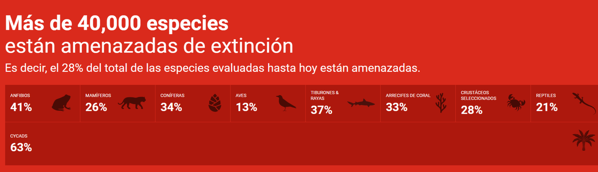 Animales en peligro de extinción (2025): lista con las 27 especies más emblemáticas