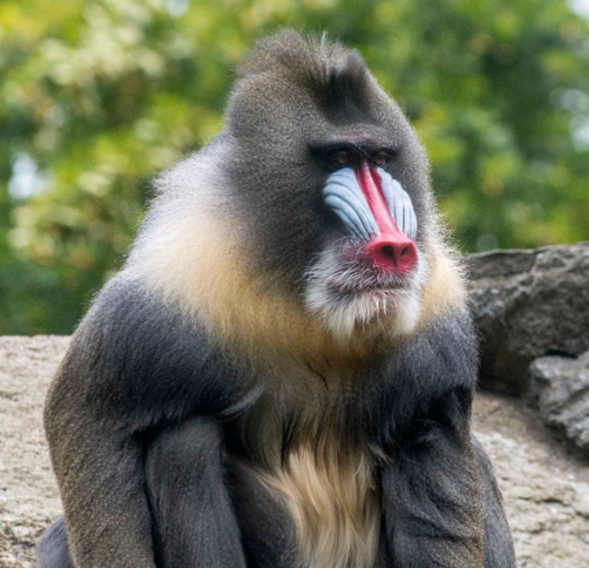 Animales en peligro de extinción (2025): lista con las 27 especies más ...