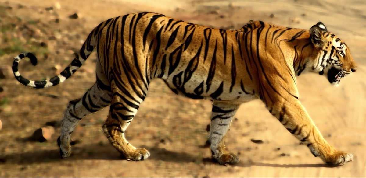 Animales en peligro de extinción (2025): lista con las 27 especies más ...