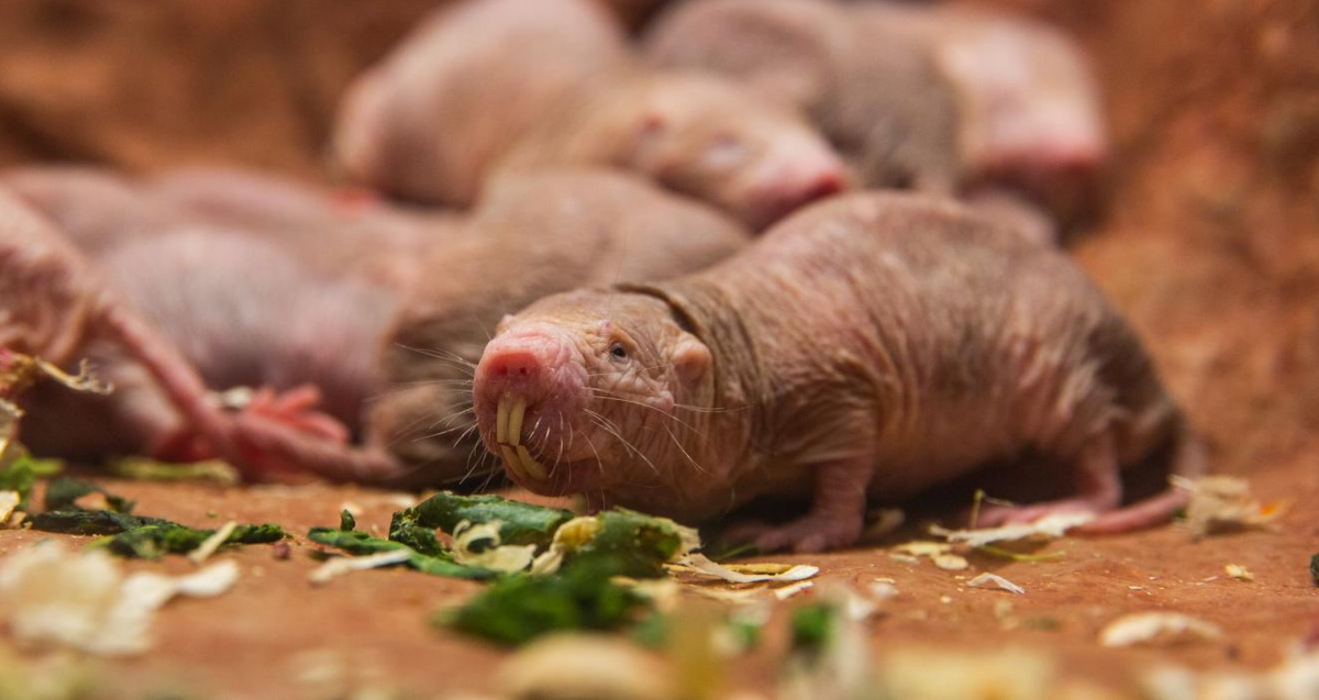 Traduciendo a ratas, murciélagos y ballenas: la tecnología está cada ...