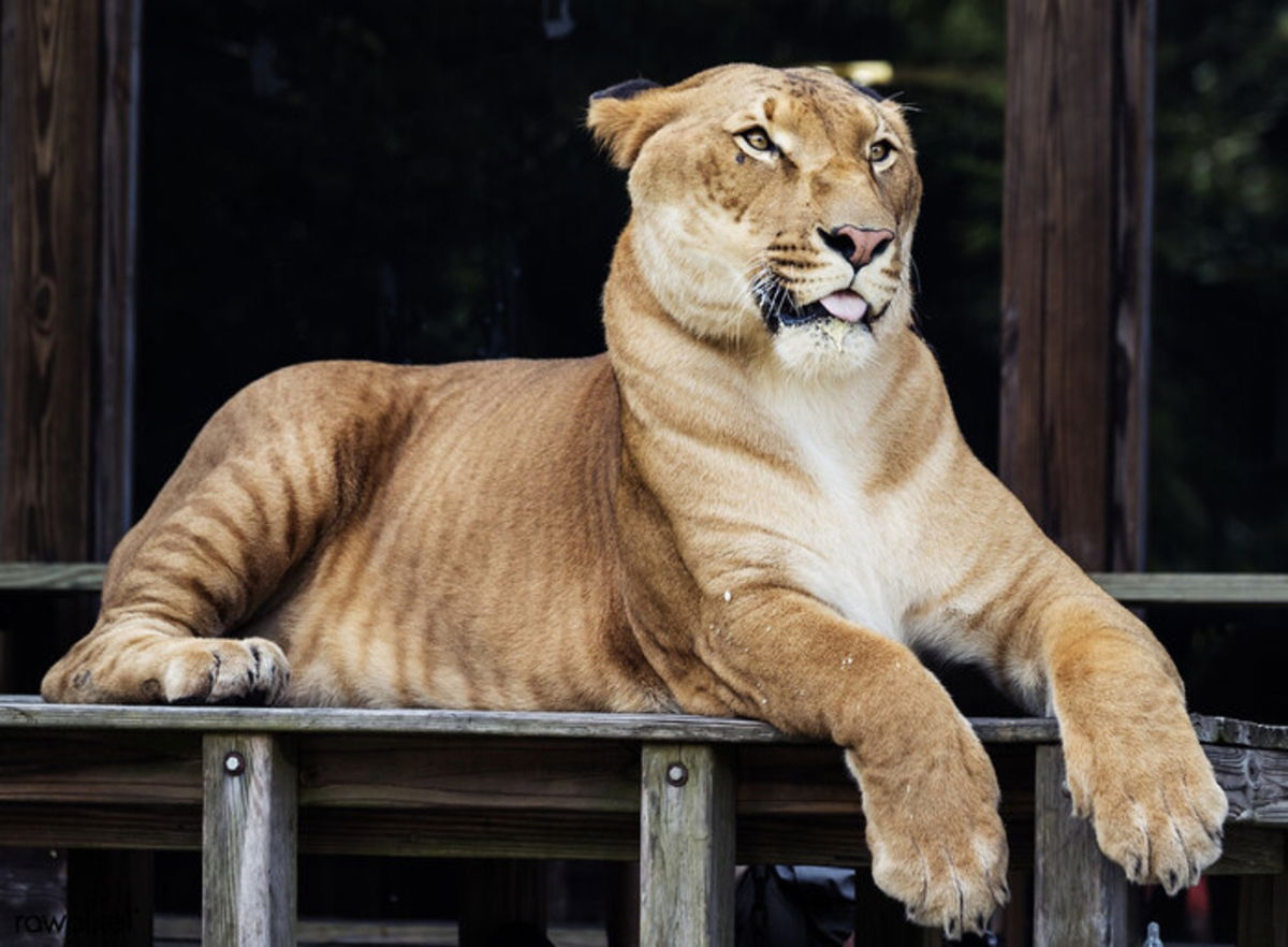 Todas las mezclas y cruces de tigres y leones: ligre, tigrón y más