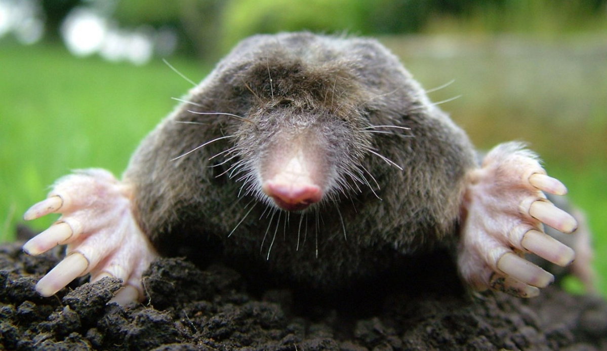 Los animales más venenosos del planeta: lista completa