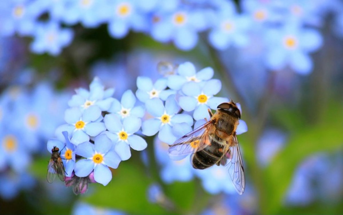 ¿Por qué son tan importantes las abejas en el ecosistema?