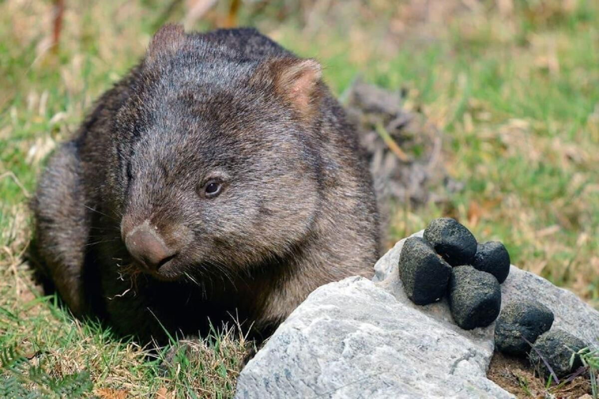 Wombats are the only animal in the world whose feces are square, and ...