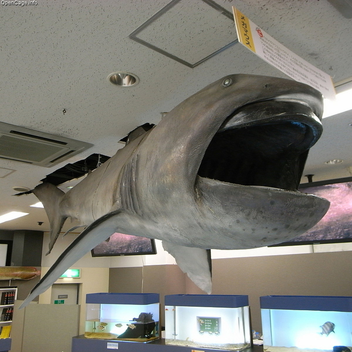 Los 10 tiburones más grandes de la historia