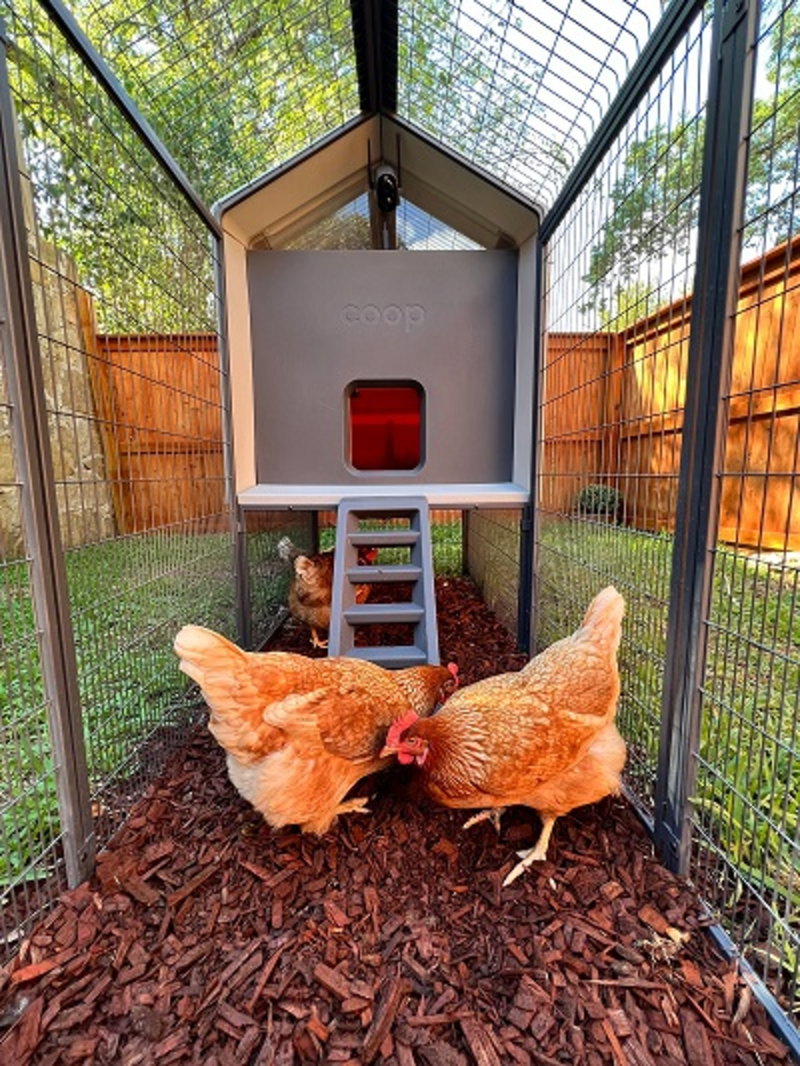 Una empresa diseña un gallinero inteligente con IA que protegerá a las ...