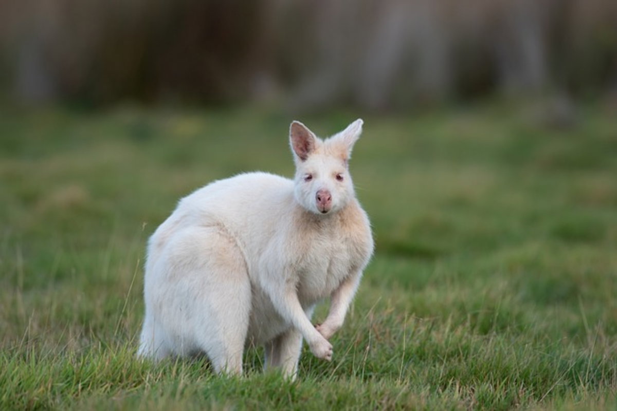 Qué es el albinismo y qué animales albinos han existido