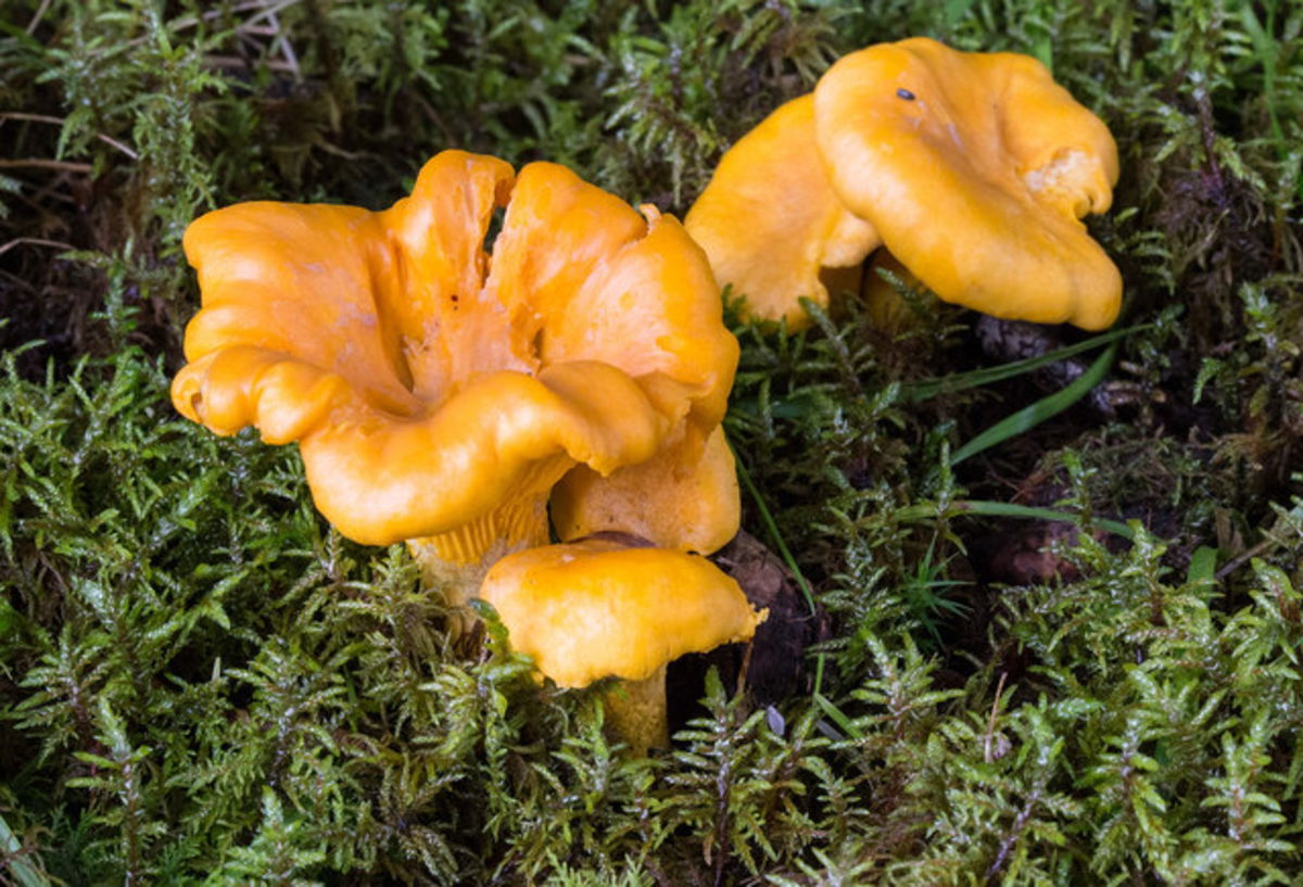 Las 10 setas comestibles más comunes en España: cómo reconocerlas