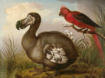 Por qué se extinguió el dodo y cuándo desapareció definitivamente