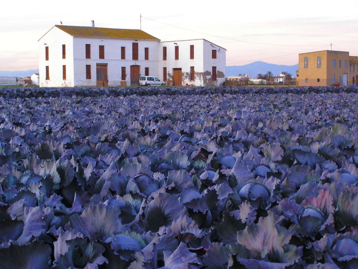 Frutas y verduras de color azul: listado completo