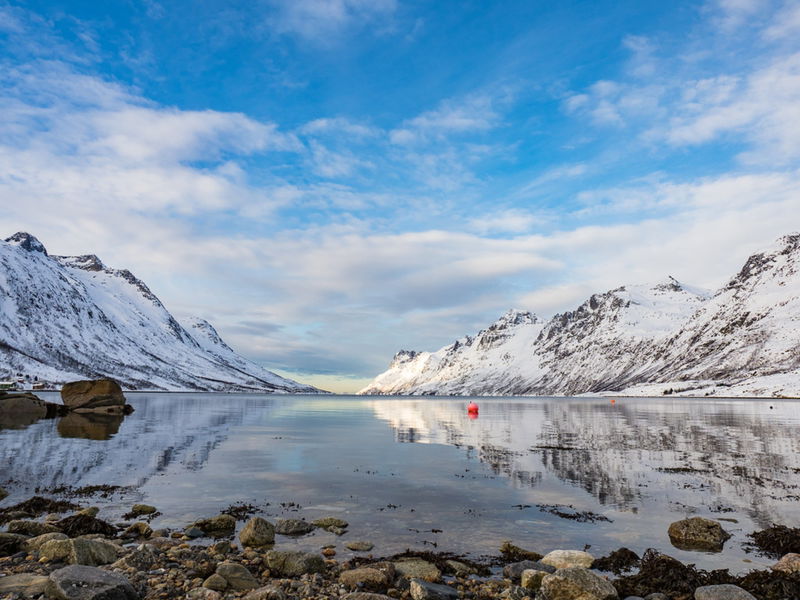Qué animales viven en el Ártico: principales especies y cómo sobreviven