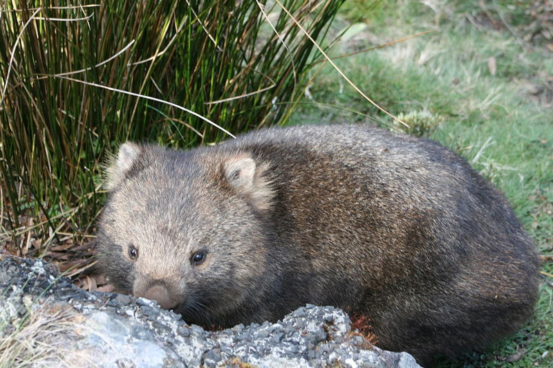 Qué es un wombat y por qué produce excrementos con forma de cubo