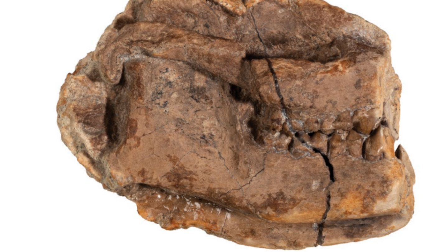 Ya sabemos cómo eran los antepasados de las vacas, eran pequeños ...