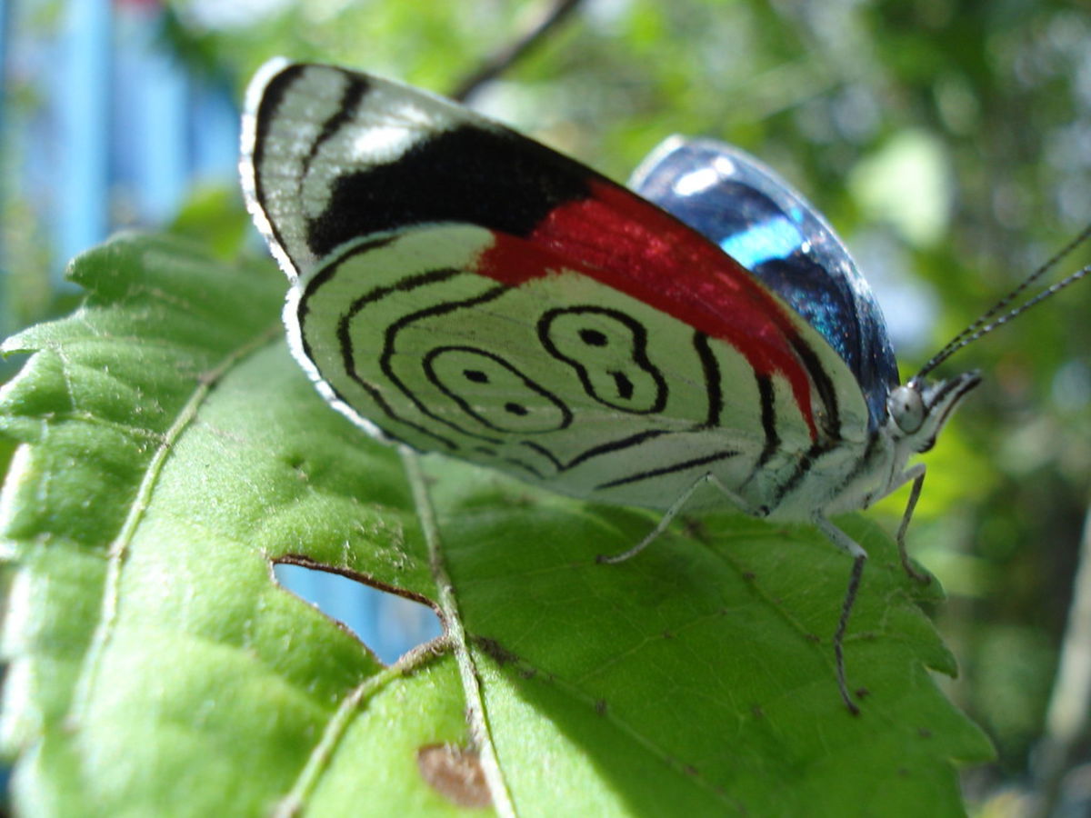 Las 5 especies de mariposas más raras que existen en el planeta