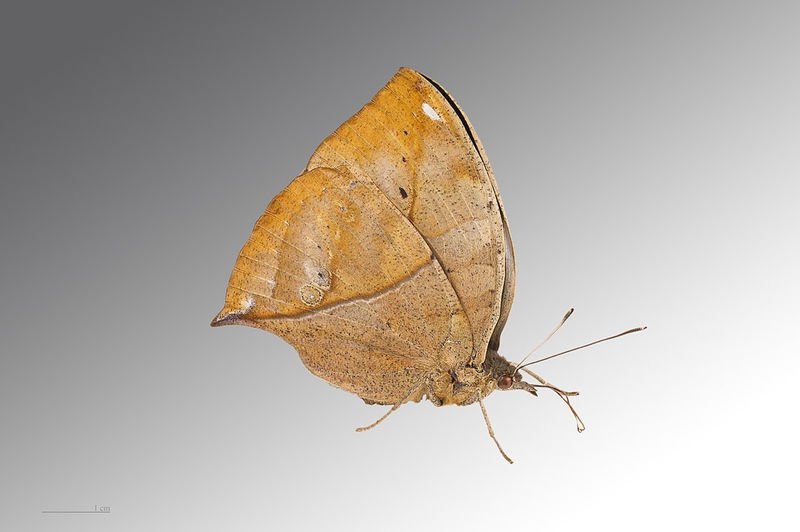 Las 5 especies de mariposas más raras que existen en el planeta