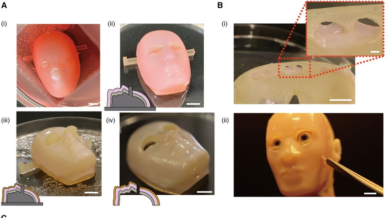 Por Primera Vez Científicos Crean La Cara De Un Robot Con Células Vivas