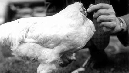 La historia de Mike, el pollo que sobrevivió un año sin cabeza y que ...