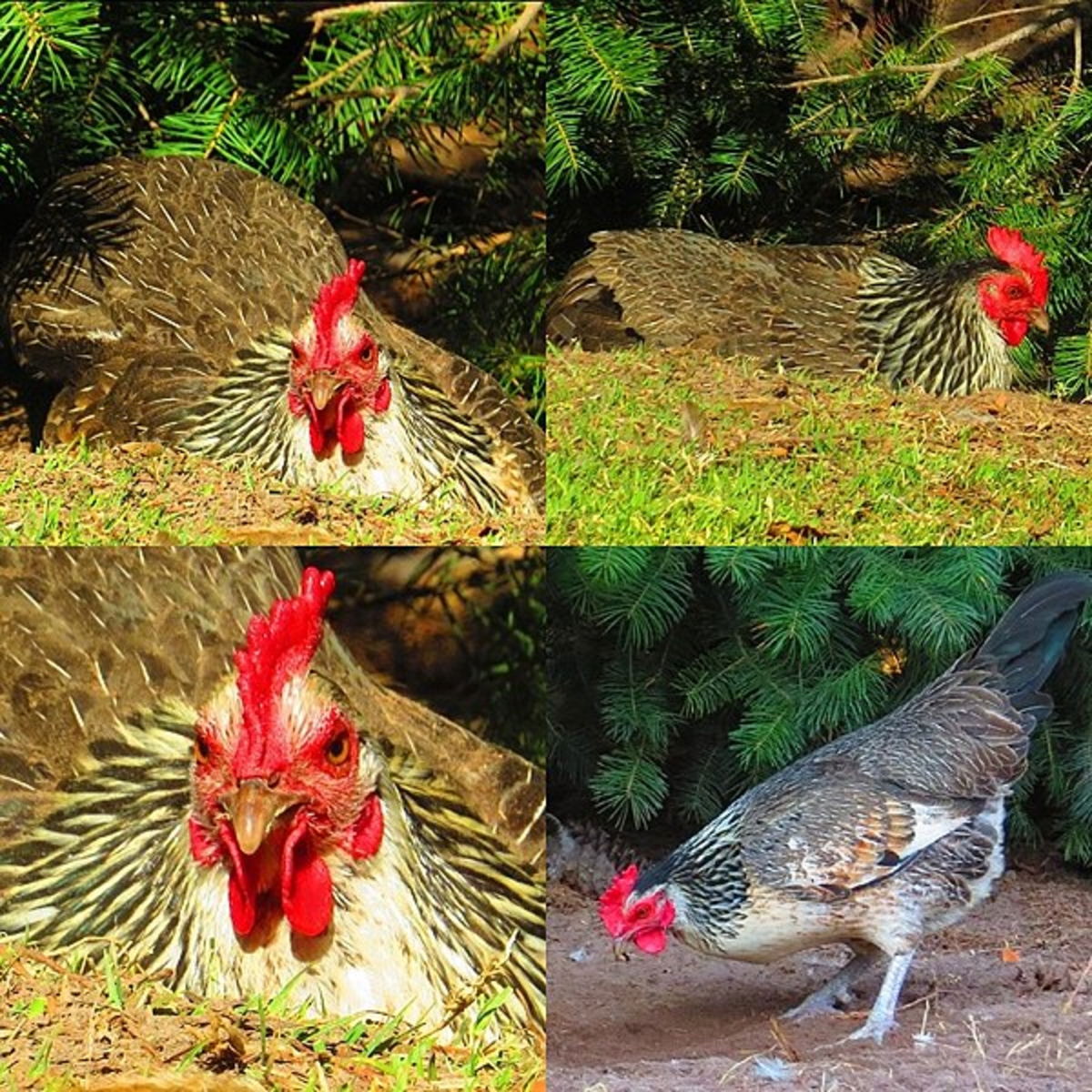 Por qué hay huevos azules de gallina y en qué se diferencian de los ...