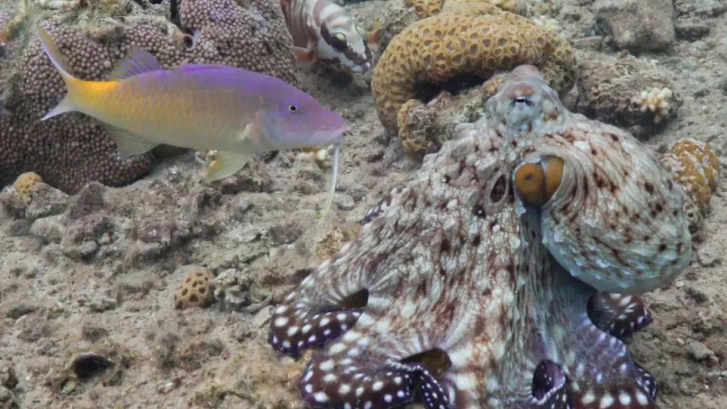 Un pulpo comanda una extraña alianza en el fondo del mar. Y alucinarás ...