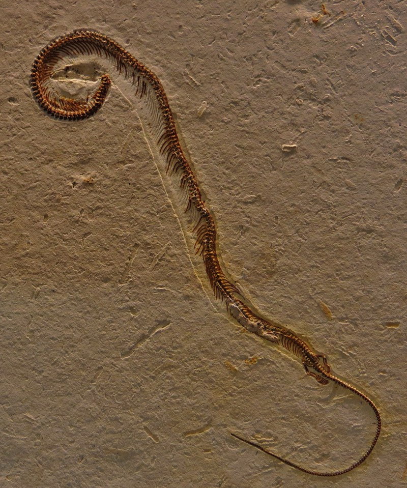 ¿Existen las serpientes con patas? Qué especie sí que tiene y por qué ...