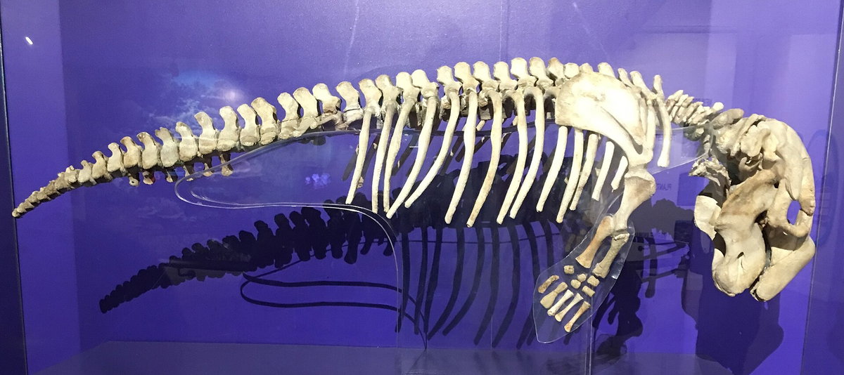 Todo sobre el dugongo, el mamífero marino que inspiró el mito de las ...